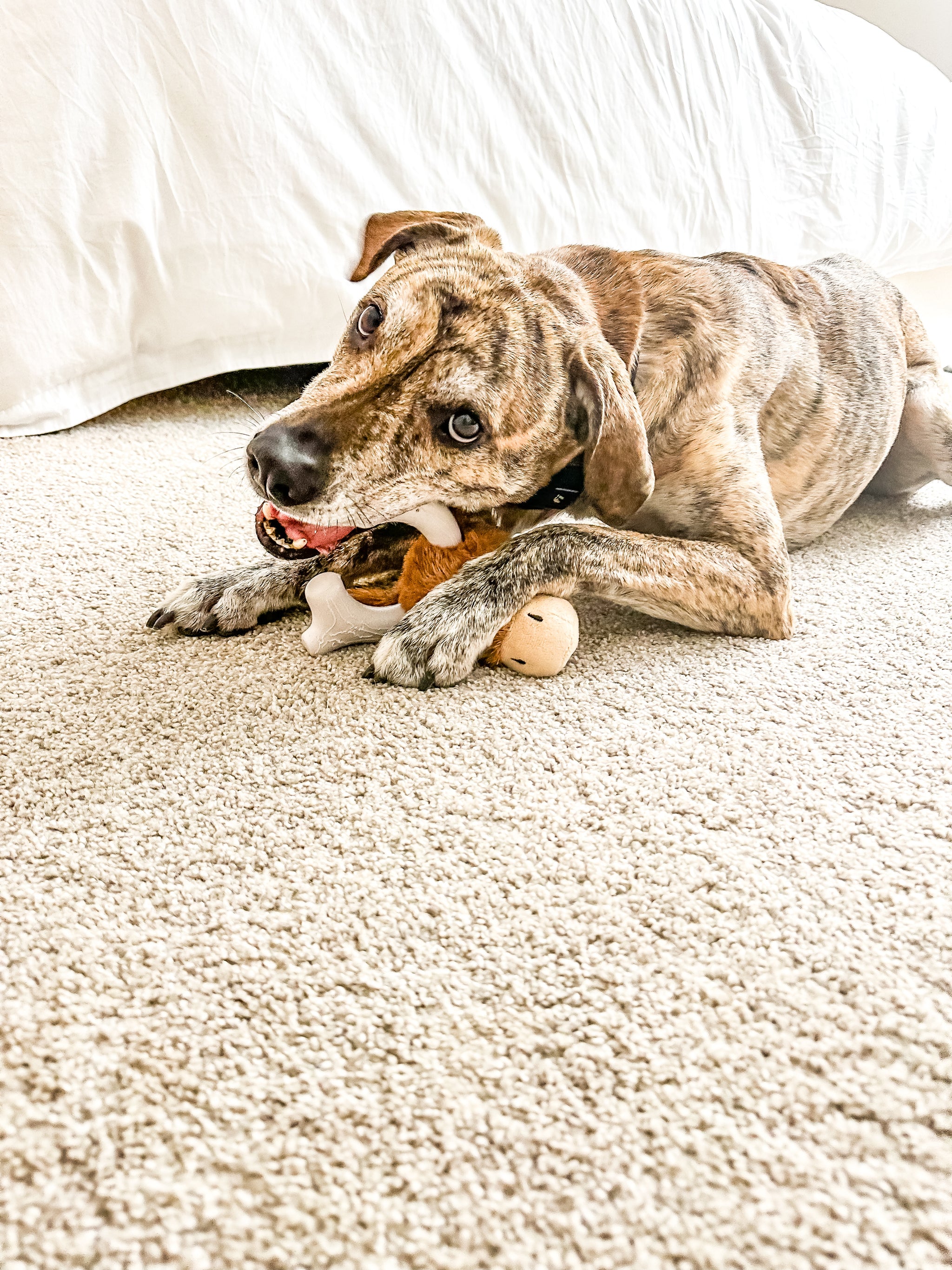 Knuckleheads 2-in-1 Toy – Spunky Pup