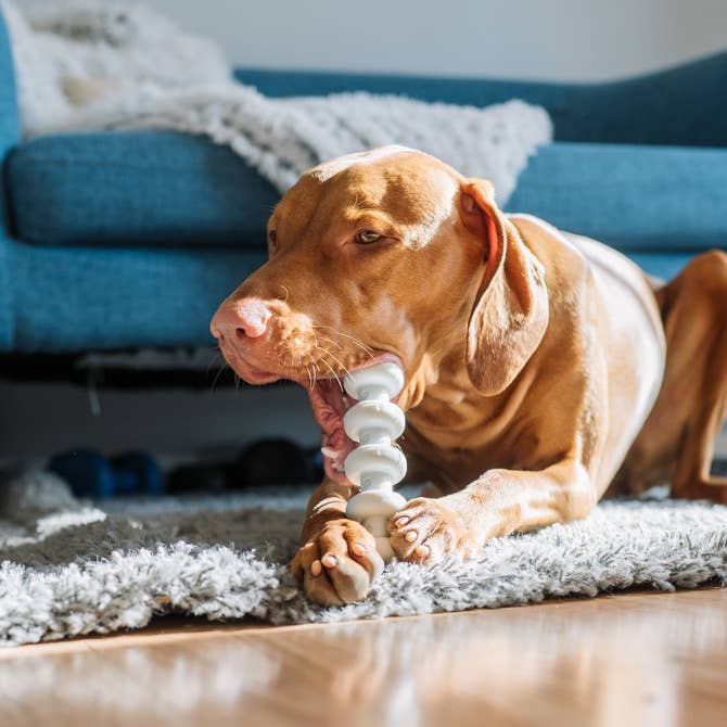 About Us – Spunky Pup